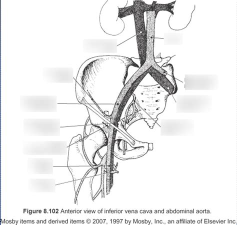 Aorta And Ivc Diagram Quizlet