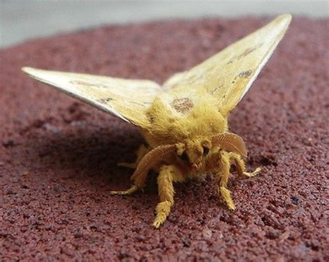 The Poodle Moth