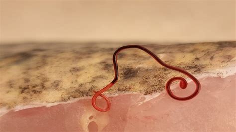 Invasive Parasite Found In Murray Cod Trout Cod Across New South Wales R Australia