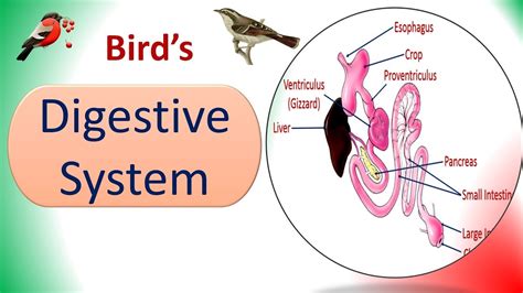 Bird Endocrine System Diagram Adapted Biology Tissues