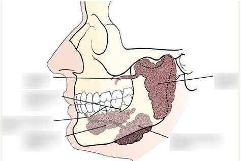 Salivary Glands Diagram Quizlet