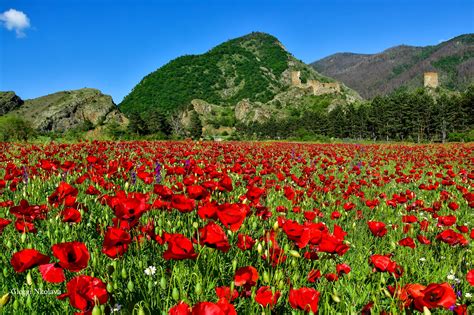 ჯავახეთში გაზაფხული Giorgi Nikolava Photography Facebook