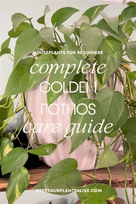 Golden Pothos Care Guide Video Beginner Houseplant Care Tips