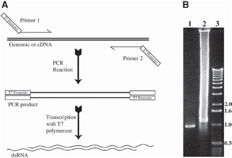 Template Dna For Pcr
