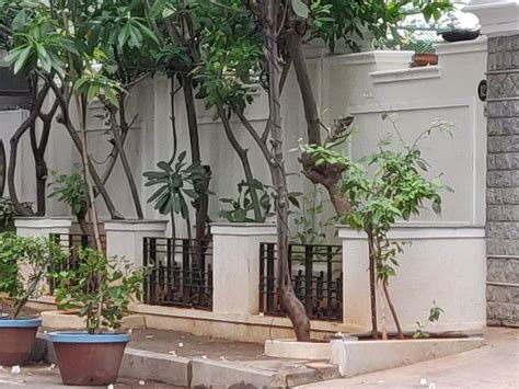 Pin By Arun Athiappan On Compound Walls Compound Wall Plants Garden