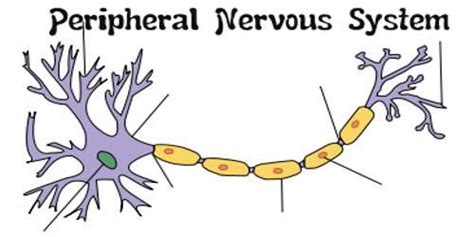Peripheral Nervous System Assignment Point