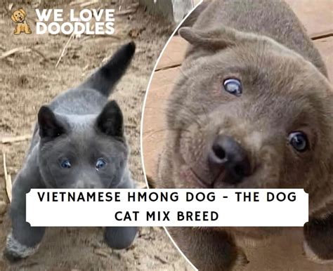 Vietnamese Hmong Dog The Dog Cat Mix Breed What You Should Know We