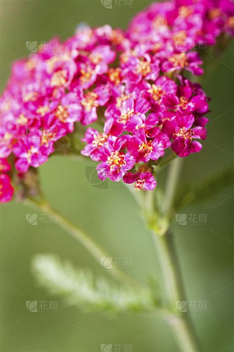 西洋蓍草 红色 垂直画幅 芳香的 无人 夏天 户外 草 特写 仅一朵花