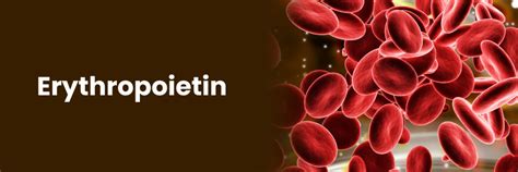 Entendiendo La Eritropoyetina