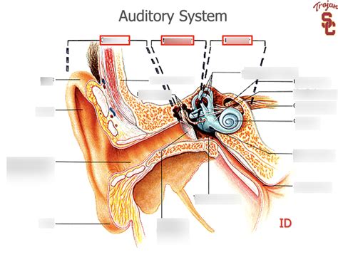 Auditory System Terms Definitions For Computer Science Flashcards