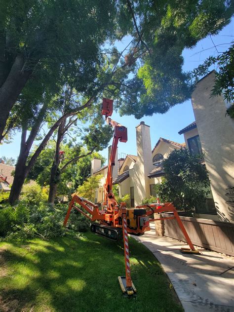 Tree Trimming When To Trim Vs When To Cut Cut Rite Tree Service