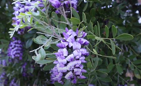 The 7 Best Texas Native Plants For Landscaping Htexas