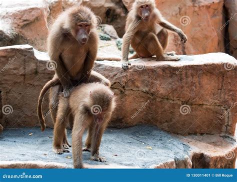 A Couple Of Hamadryas Baboon While Making Out Mating Of Baboons Stock Image Image Of Close