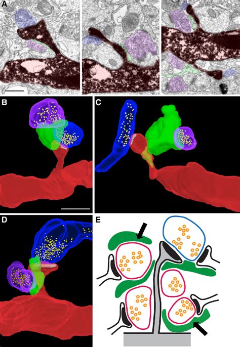 Distribution Of Perisynaptic Processes And Of Potential Presynaptic Download Scientific Diagram