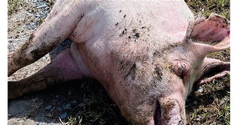 От началото на 2023 г България не е съобщавала за огнища на АЧС при домашни свине Български