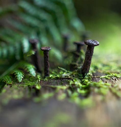 Premium Photo Close Up Of Rusty Nails On Tree Trunk