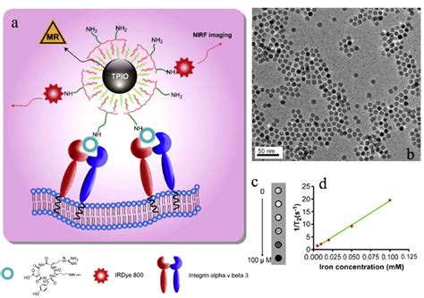 A Schematic Illustration Of Dual Modality Rgd Targeted Iron Oxide