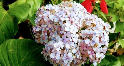 Live Plant Hydrangea Macrophylla Flower Plant Home Garden Plant Eber