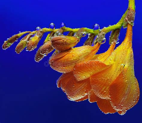 Each Flower Is Unique Stock Image Image Of Unique Spring 140396587
