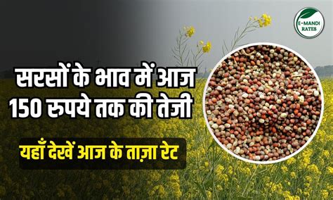 Mustard Price Today सरसों में ₹150 का उछाल तेल और खल में भी तेजी