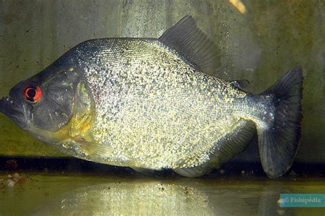 Serrasalmus Rhombeus • Piranha • Fish Sheet