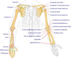 Filehuman Arm Bones Diagramhebsvg Wikimedia Commons