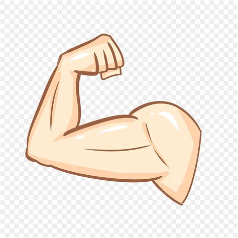 Arm Muscle Png Picture Arm Muscles Muscle Clipart Work Out Arm Png