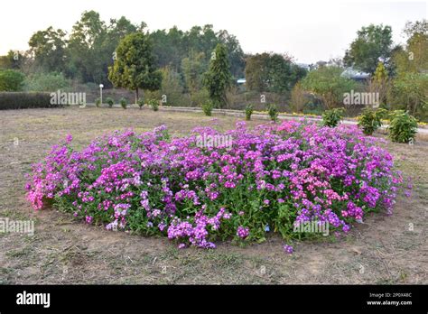 Phlox Drummondii Commonly Annual Phlox Or Drummonds Phlox Is A Flowering Plant In The Genus