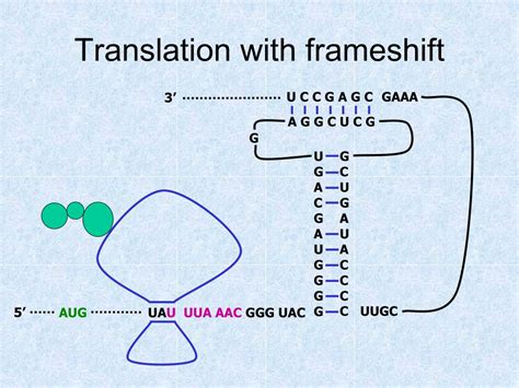 PPT Algorithmics Of Frameshift RNA Sequences PowerPoint Presentation ID