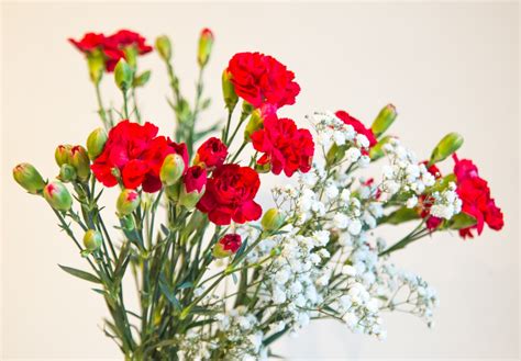 Fotos Gratis Flor Pétalo Rojo Hierba Flora Clavel Floristería