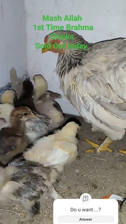 ব্রাহমা মুরগির বাচ্চা ১ মাস। আজকে দিয়ে দিলাম😢। মুরগির খামার মুরগি পালন পদ্ধতি মুরগির Youtube