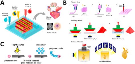 Figure 1 From Applications Of Light Based 3d Bioprinting And Photoactive Biomaterials For Tissue
