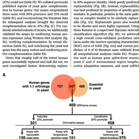 Systematic Functional Replacement Of Essential Yeast Genes By Their Download Scientific Diagram