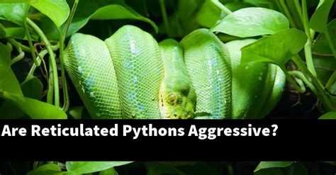 Are Reticulated Pythons Aggressive My Reptile Blog