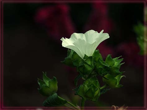 Белое пятнышко Белое пятнышко Фотография на