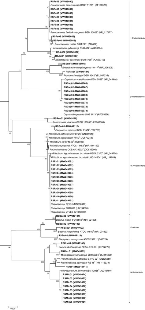 Neighbor Joining Nj Phylogenetic Tree Based On 16s Rrna Gene