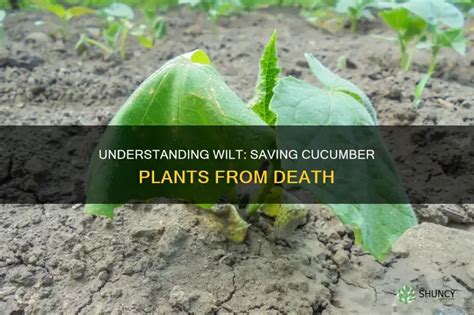Understanding Wilt Saving Cucumber Plants From Death Shuncy