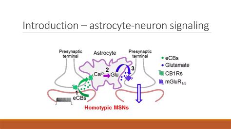 Circuit Specific Signaling In Astrocyte Neuron Networks In Basal Ganglia Pathways Ppt