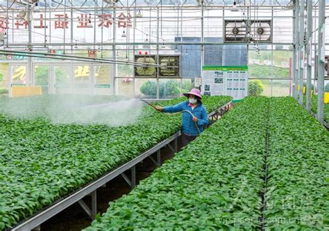 广西贺州：科技育苗助力蔬菜产业发展 人民图片网