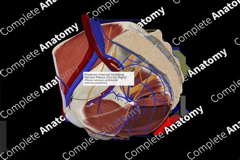 Posterior Internal Vertebral Venous Plexus Sacral Right Complete Anatomy