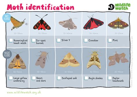 Identify Moths Wildlife Watch