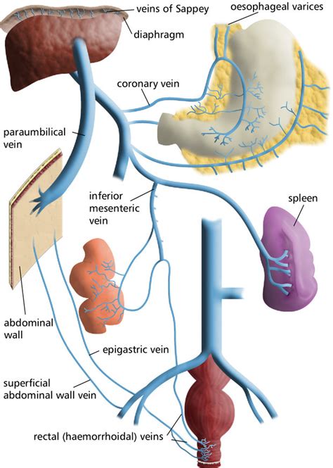 Male Reproductive System Labeled Clipart Best