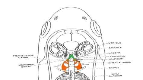 Weberian Ossicles Fish And Fisheries General Fish And Biology Pptx