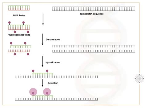 Hybridization Dna Definition At Thomas Wilk Blog