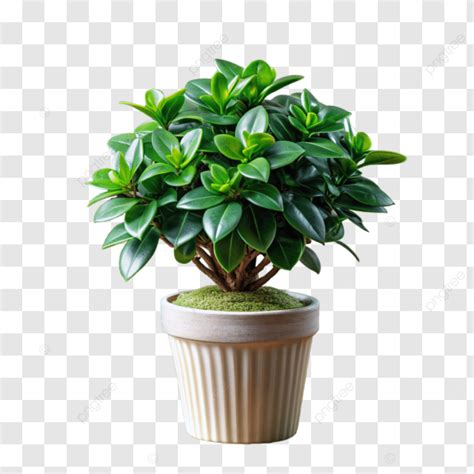 무성한 녹색 평온 실내 식물 냄비 식물 장식 Png 일러스트 및 이미지 에 대한 무료 다운로드 Pngtree