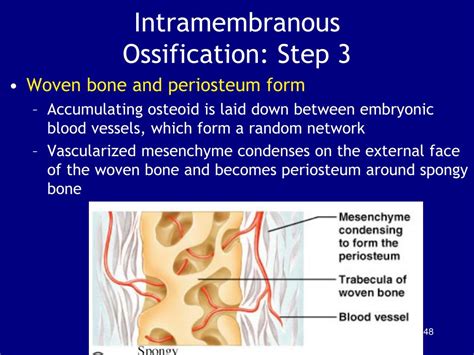 Intramembranous Ossification Steps