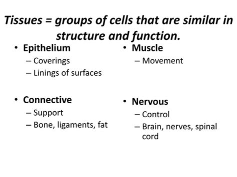 Solution Epithelial Tissue Classification Of Epithelial Tissues