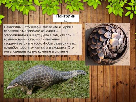 Pangolin Passage A Guide To Passing The Teas Test