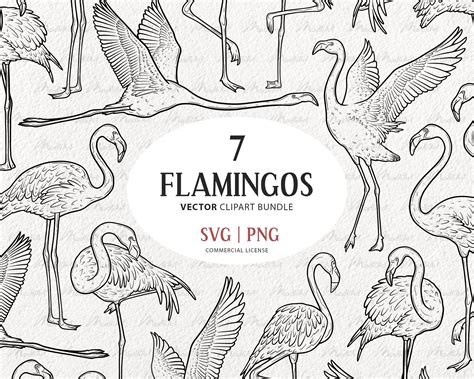 7 Flamingos Vector Clipart Bundle Hawaii Bird Svg Outline Flamingo