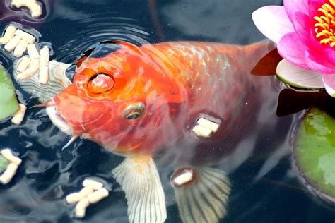 เลี้ยงปลาทอง ยังไงให้รอด ข้อควรรู้ก่อนเลี้ยง